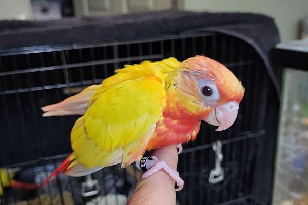 Green Cheek Conure (Sun Cheek High Red Mutation)