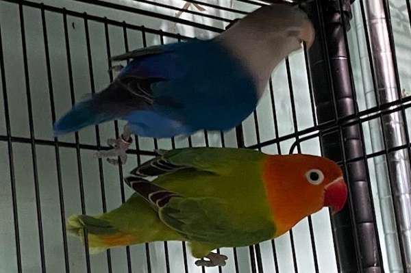Fischer love bird Pair