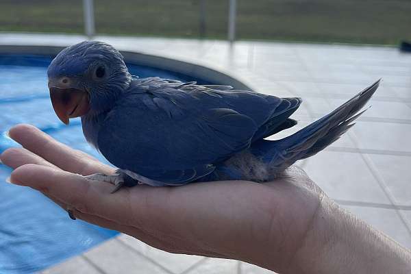 Violet Indian Ringnecks