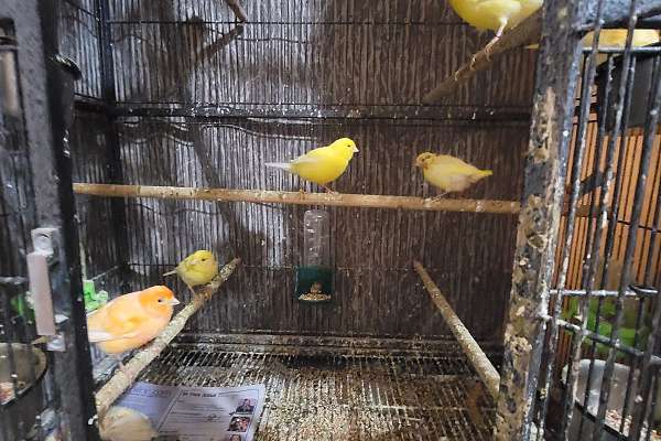 Canaries For Sale