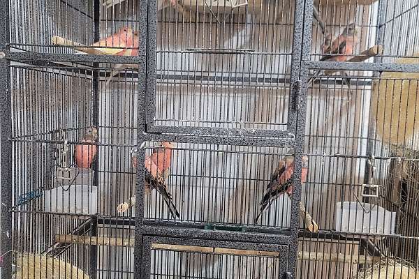 Rainbow Bourke (rosie birds)