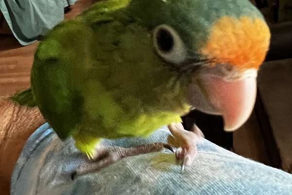 Rare Hand Fed Very Tame Halfmoon Baby