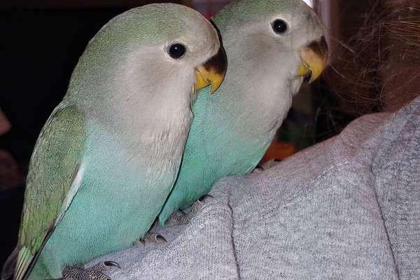 Male Handfed Dutch Blue Lovebirds
