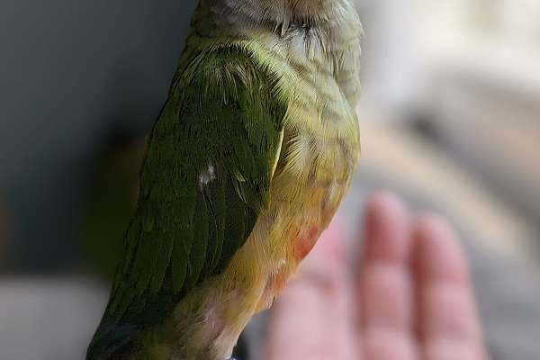 Cinnamon Green Cheek Conure