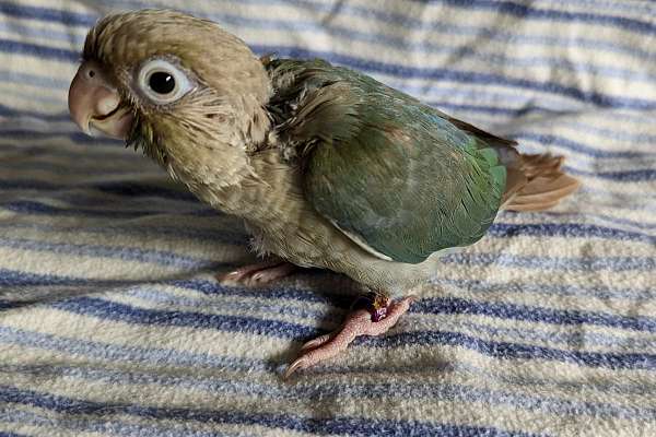 Cinnamon Turquoise Green Cheek