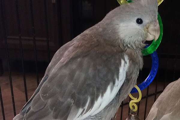 Handfed Dominant Silver Cockatiel