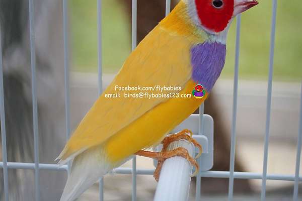 Wholesale - Yellow Lady Gouldian Finch