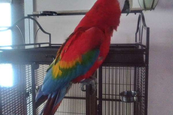 Ruby Macaw