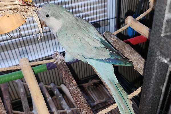 11 month old Quaker with cage, food, toys, accessories