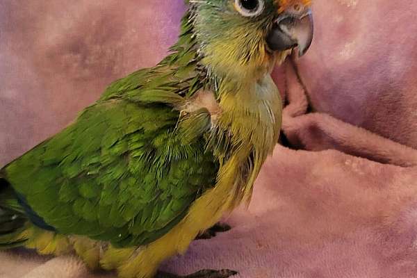 peach fronted conure baby