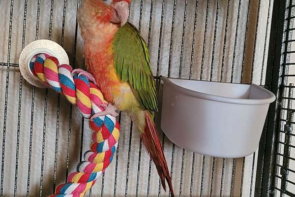 Hand Fed Green Cheek Conure
