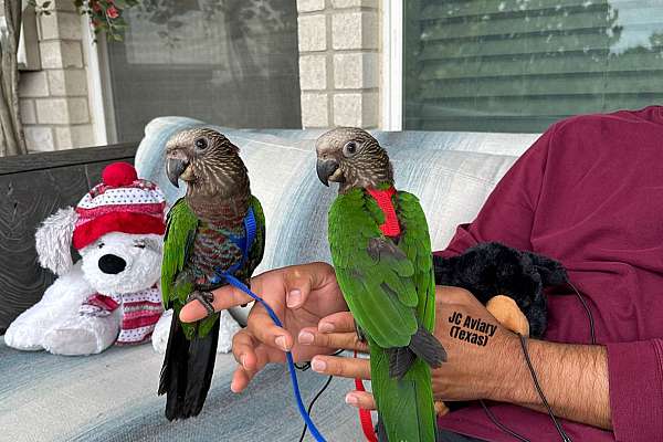 Lutino Indian Ringneck babies
