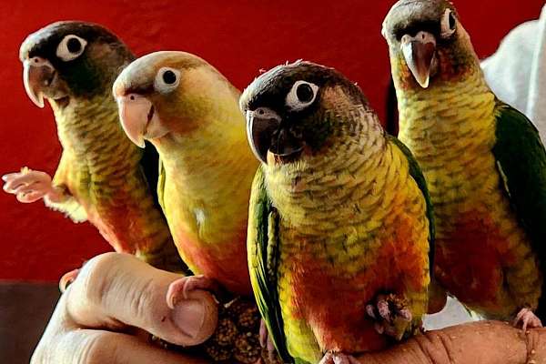 Yellow sided green cheek conures for sale