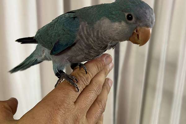 Cute Baby female blue quaker parrot