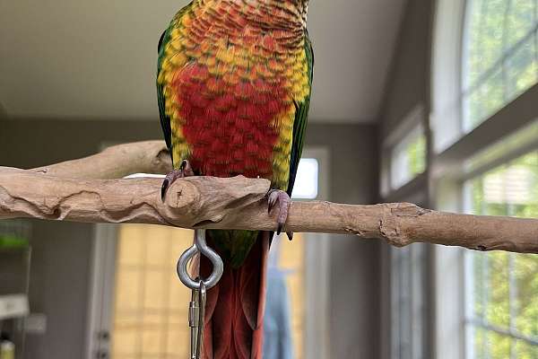 Gorgeous high red yellowsided green cheek conure baby newly weaned!
