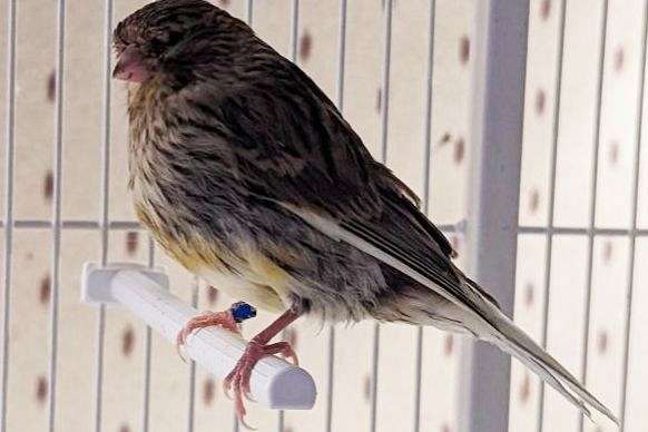 2023 Male Gloster Canary (3 months old, no shipping)