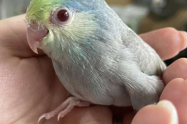 Ready to go home! Male turquoise fallow Parrotlet