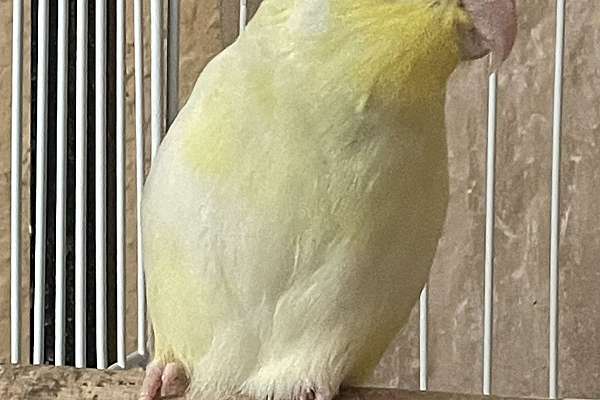 Ready to go home! Female American turquoise fallow parrotlet