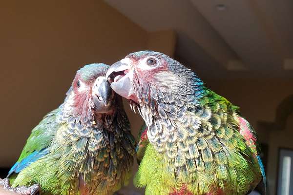 Painted conure babies
