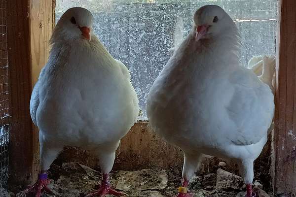 Raise 5 different breeds of pigeons, Show kings, Modenas, Mondians, Texan p