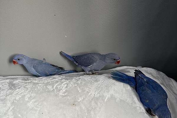 Baby Indian Ringneck Parrots