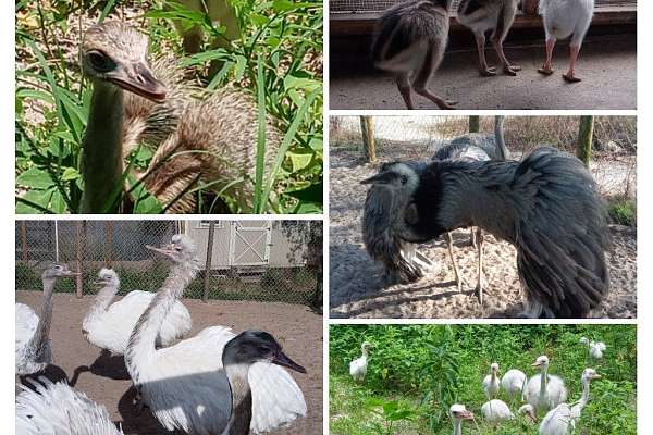 Rhea babies- white ( no shipping)