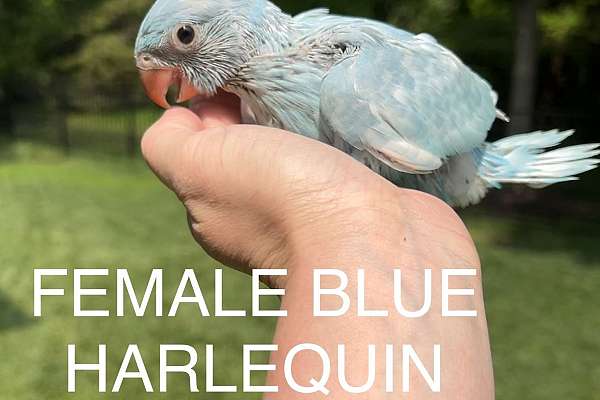Blue Harlequin Indian Ringneck Baby
