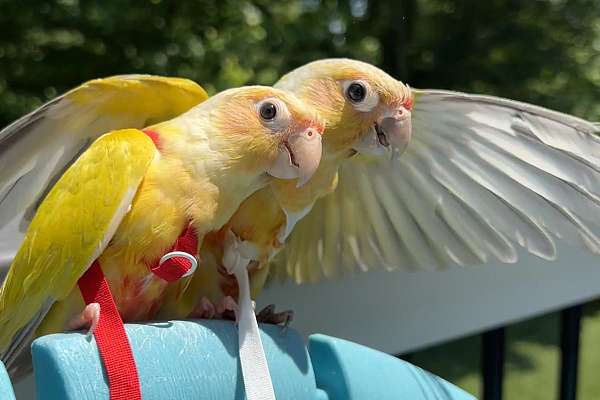Dilute Green Cheeks weaned and ready