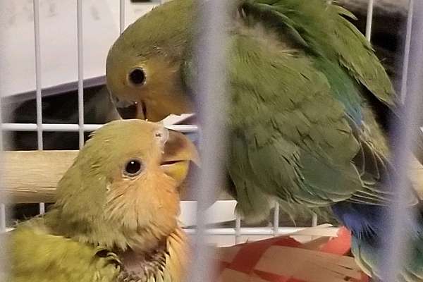 Baby lovebirds