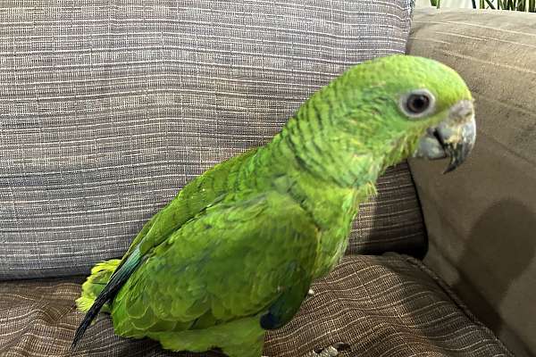 Very cute baby yellow nape amazon parrot hand feeding