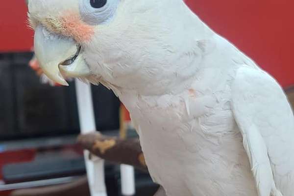 Goffin Cockatoo