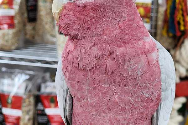 Rose Breasted Cockatoo Baby