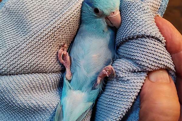 Hand Fed Parrotlet
