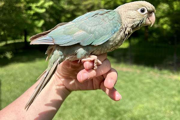 Cinnamon turquoise green cheek conure baby