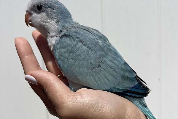 Blue Quakers