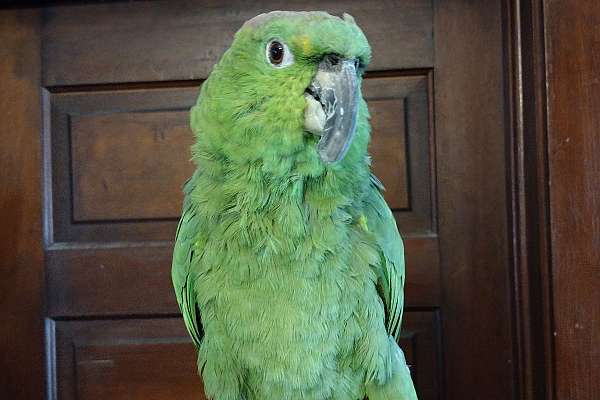 Melay Amazon