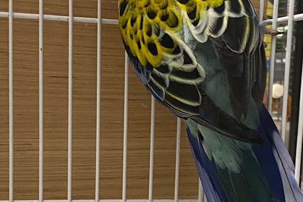 Rosella Eastern male