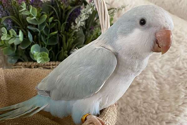 Light-blue Quaker Baby
