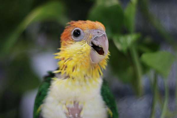 Handfed Baby Male Caique