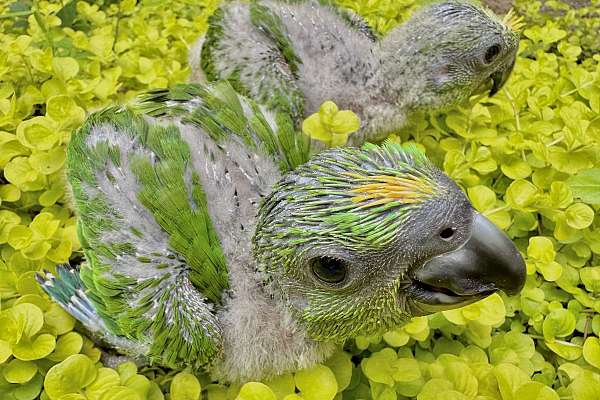 Yellow Naped Amazons