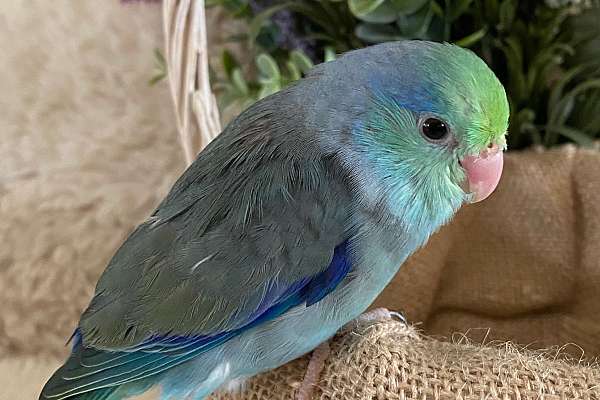 Blue Parrotlet Male