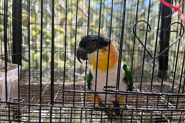 Caique - Female Hand Tamed