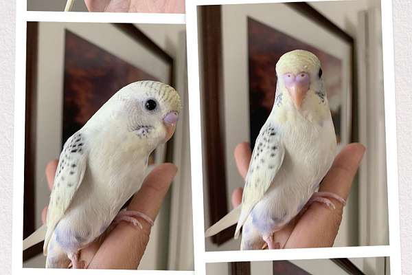 Parakeet babies handfed tame and weaned
