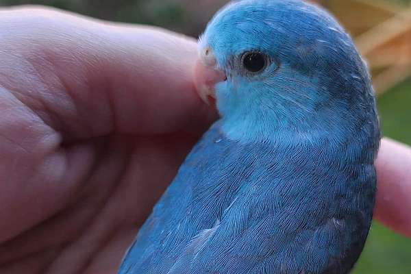 Parrotlet Baby Female