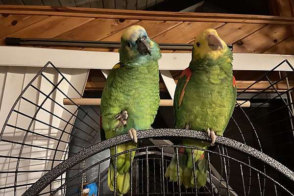 Male double yellow amazon & Blue faced female amazon