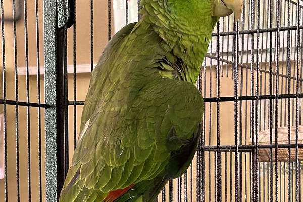 Female red crown Amazon parrot