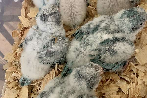 Blue opaline Quakers