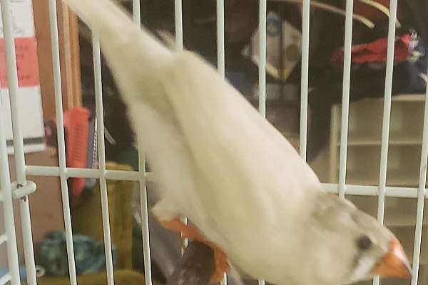 Marked White/ CFW Zebra Finch Hen born this spring