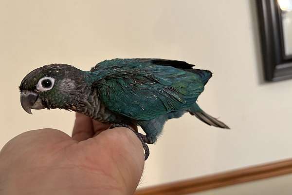 Cute Baby male turquoise green cheek conure