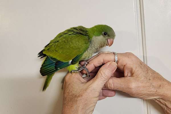 Green Quaker